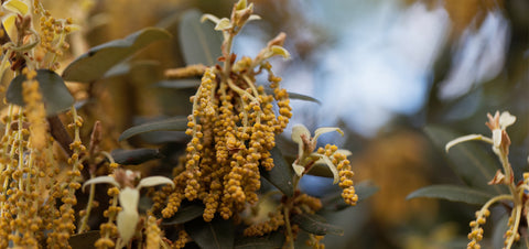 Beat Tree Pollen with Airmega: The Best Air Purifier for Tree Pollen ...